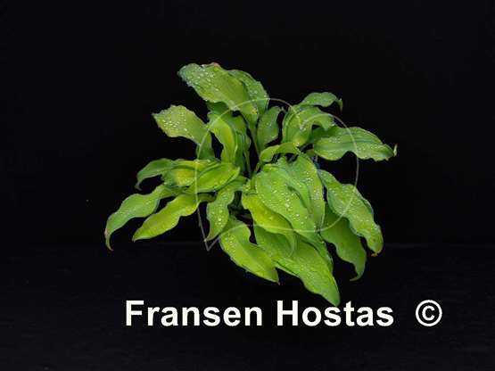 Hosta Ripple Effect - Fransen Hostas